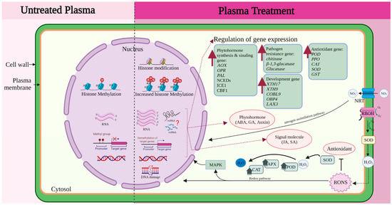 Current Advancements in the Molecular Mechanism of Plasma Treatment for ...