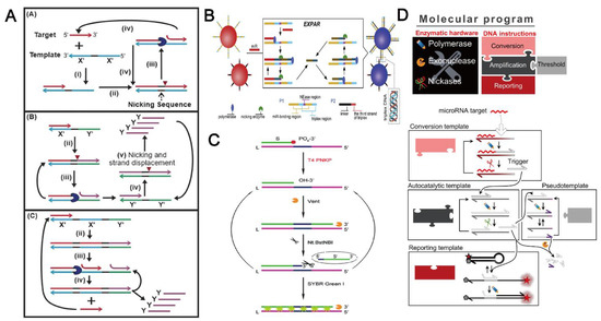 Types and Applications of Nicking Enzyme-Combined Isothermal Amplification