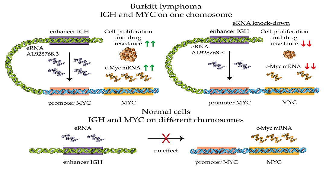 IJMS | Free Full-Text | Enhancer RNA AL928768.3 from the IGH Locus ...
