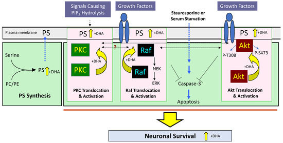 Molecular and Signaling Mechanisms for Docosahexaenoic Acid-Derived ...