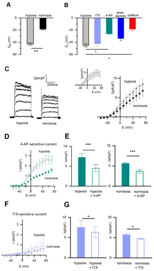 Potassium Channels in the Transition from Fetal to the Neonatal ...