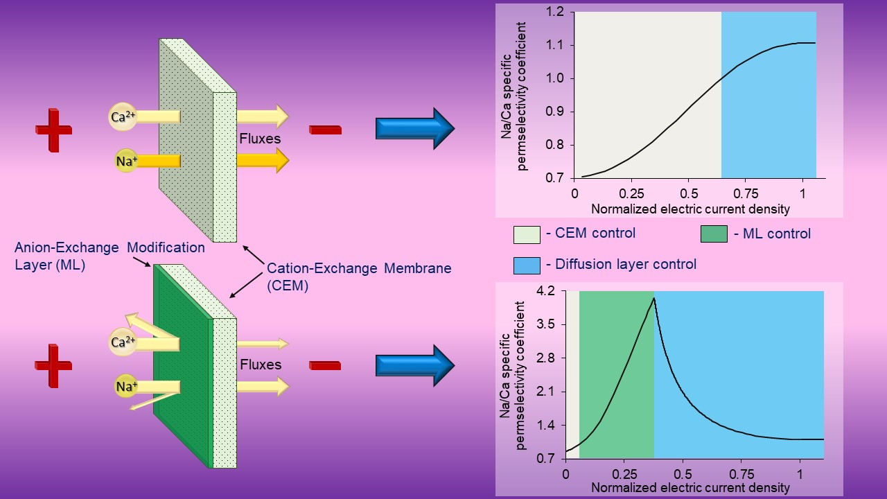 IJMS | Free Full-Text | Mathematical Modeling of Monovalent ...