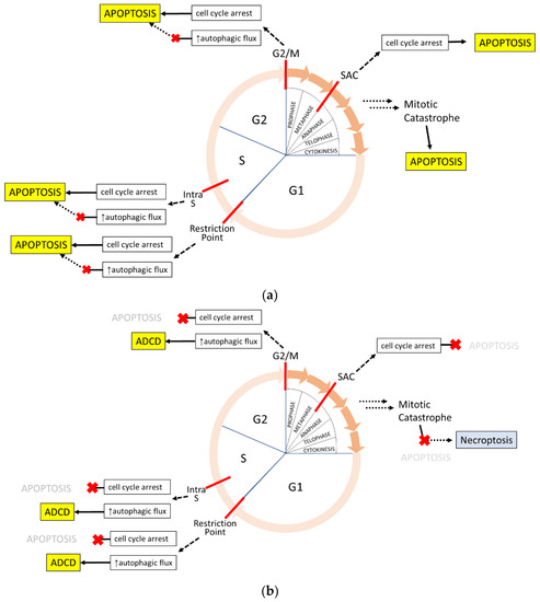 Interplay between Cell Death and Cell Proliferation Reveals New ...