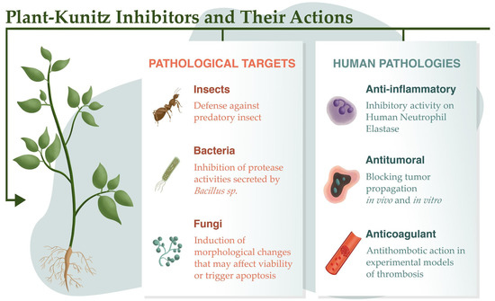 Plant Kunitz Inhibitors and Their Interaction with Proteases: Current ...