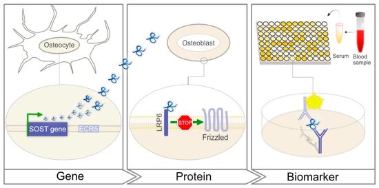 IJMS | Free Full-Text | Sclerostin: From Molecule to Clinical Biomarker
