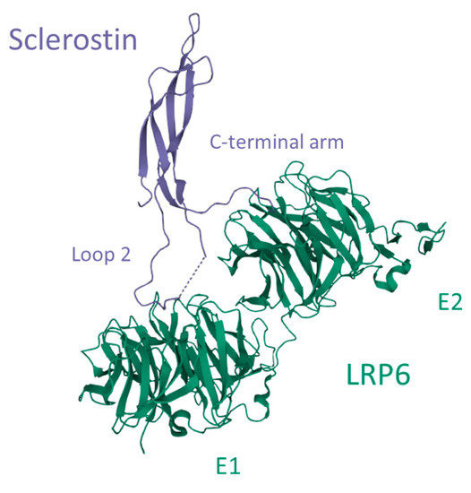Sclerostin: From Molecule to Clinical Biomarker