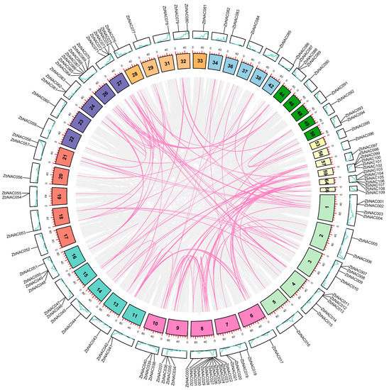 Genome-Wide Identification of the NAC Gene Family in Zanthoxylum ...