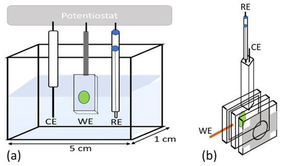IJMS | Free Full-Text | Electron Transfer in a Bio-Photoelectrode Based ...