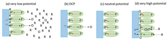 IJMS | Free Full-Text | Electron Transfer in a Bio-Photoelectrode Based ...