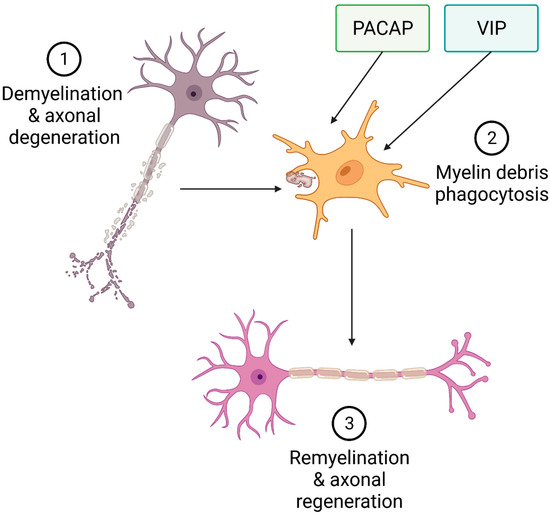 Exploring the Pro-Phagocytic and Anti-Inflammatory Functions of PACAP ...