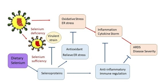 IJMS | Free Full-Text | Can Selenium Reduce the Susceptibility and ...