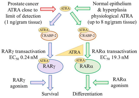 Antagonizing RARγ Drives Necroptosis of Cancer Stem Cells