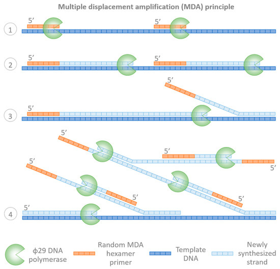 Whole Genome Amplification in Preimplantation Genetic Testing in the ...