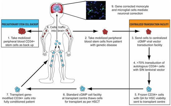 Current and Future Treatment of Mucopolysaccharidosis (MPS) Type II: Is ...