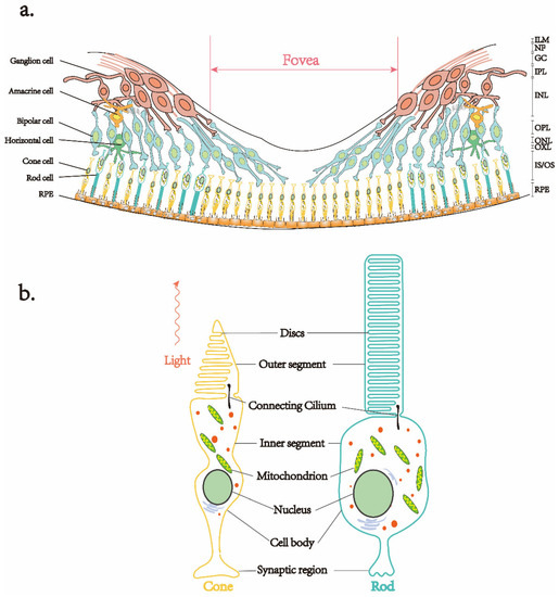 Retinitis Pigmentosa: Progress in Molecular Pathology and ...