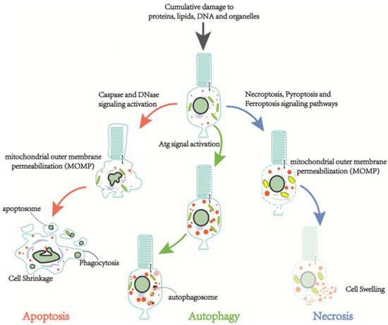 Retinitis Pigmentosa: Progress in Molecular Pathology and ...
