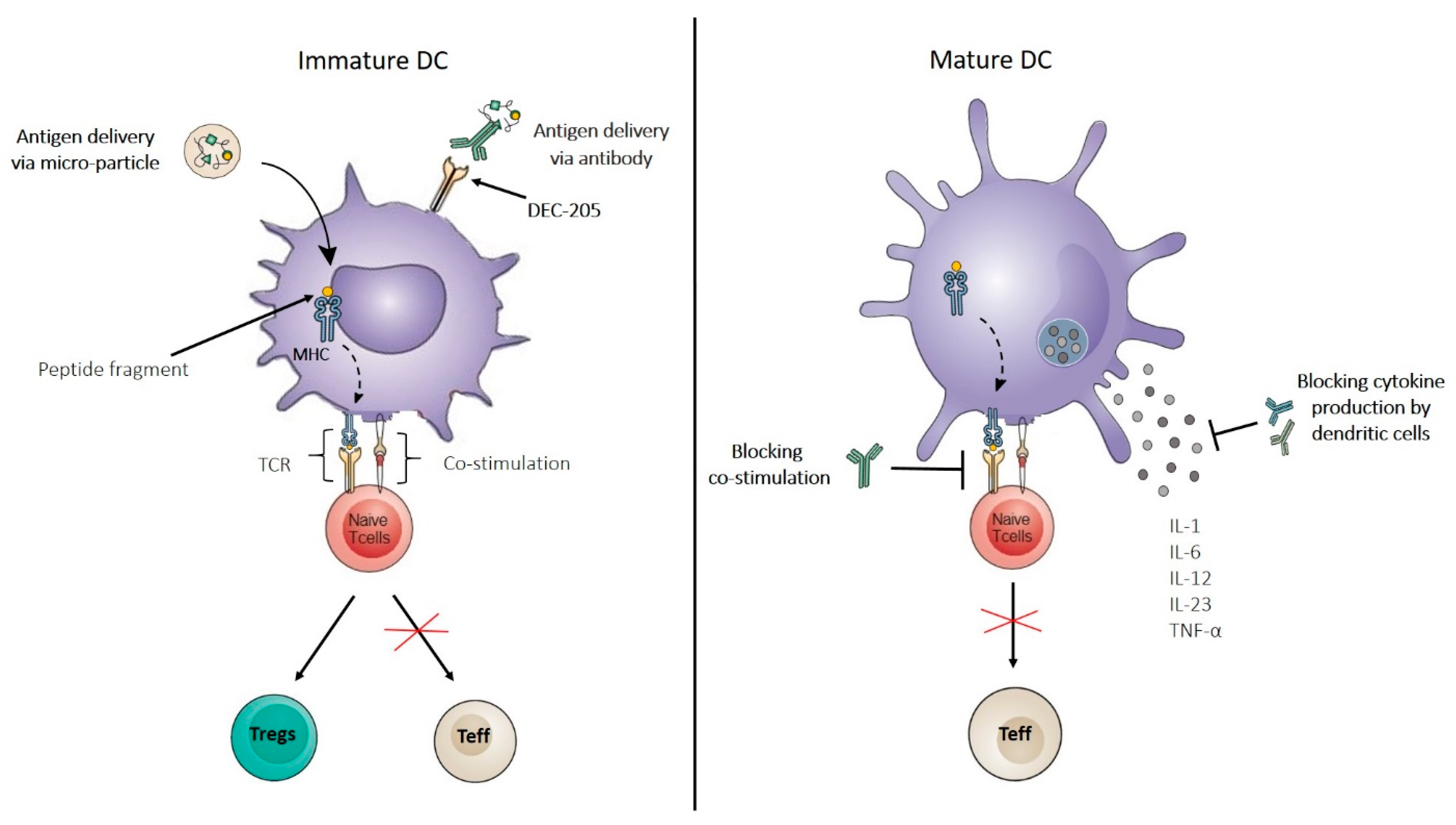 Differentiation Of Dendritic Cells Immature Dendritic Cells Dcs Can My Xxx Hot Girl
