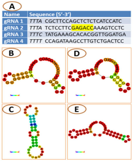 Having a Same Type IIS Enzyme’s Restriction Site on Guide RNA Sequence ...