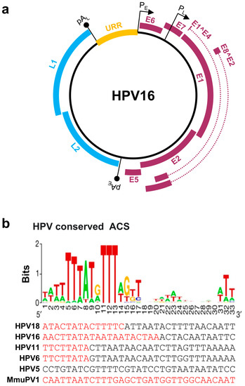 HPV16 and HPV18 Genome Structure, Expression, and Post-Transcriptional ...