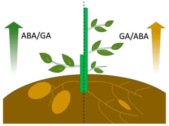 IJMS | Free Full-Text | Roles of Abscisic Acid and Gibberellins in Stem ...