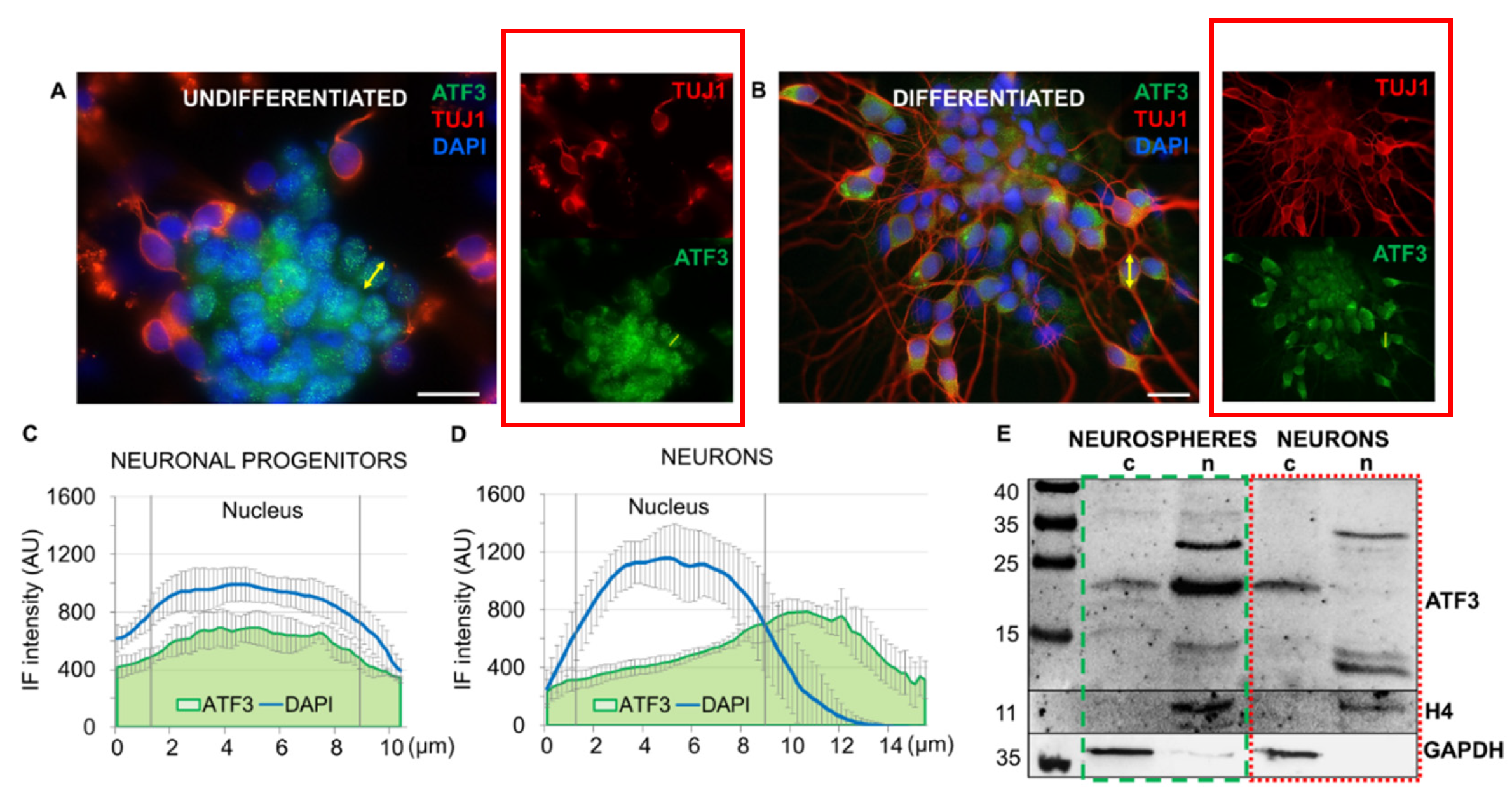 Ijms Free Full Text The Role Of Atf3 In Neuronal Differentiation