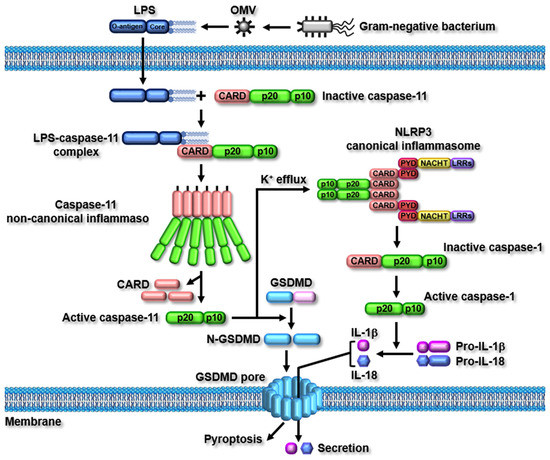 Regulatory Roles of Caspase-11 Non-Canonical Inflammasome in ...