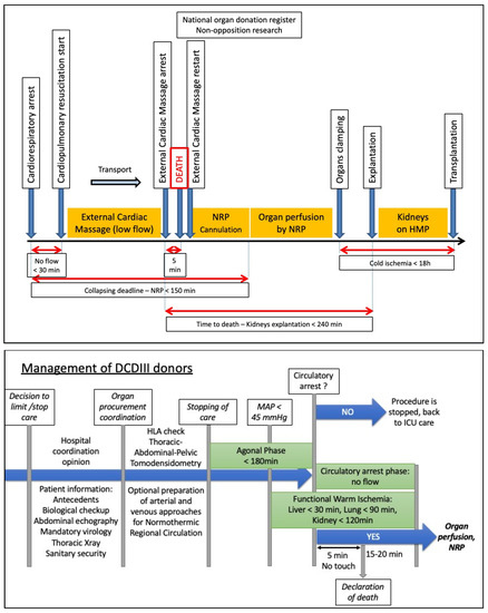 Preservation of Organs to Be Transplanted: An Essential Step in the ...