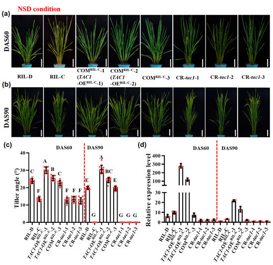 Tiller Angle Control 1 Is Essential for the Dynamic Changes in Plant ...