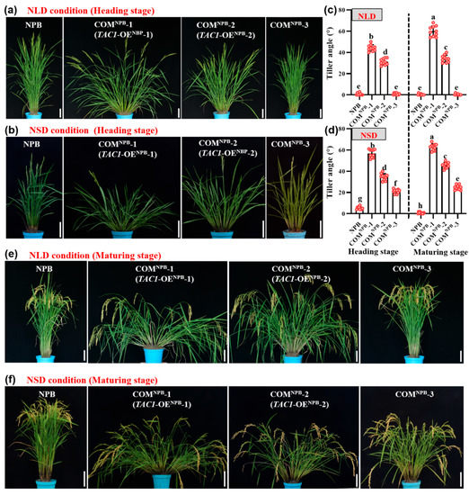 Tiller Angle Control 1 Is Essential for the Dynamic Changes in Plant ...
