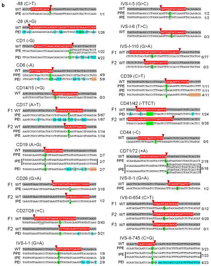 Prime Editor 3 Mediated Beta-Thalassemia Mutations of the HBB Gene in ...