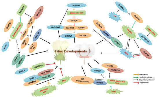 Molecular Regulation of Cotton Fiber Development: A Review