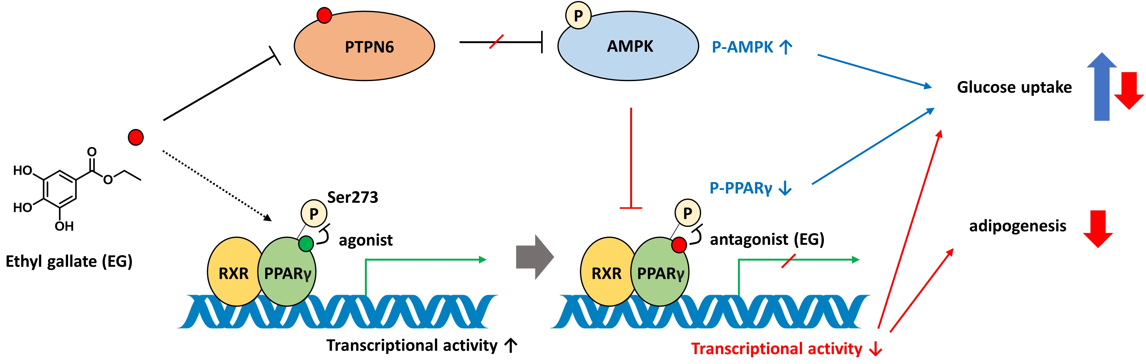 IJMS | Free Full-Text | Ethyl Gallate Dual-Targeting PTPN6 and PPARγ ...