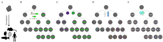 A New Generation of Lineage Tracing Dynamically Records Cell Fate Choices