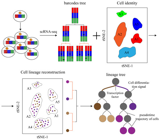 A New Generation of Lineage Tracing Dynamically Records Cell Fate Choices
