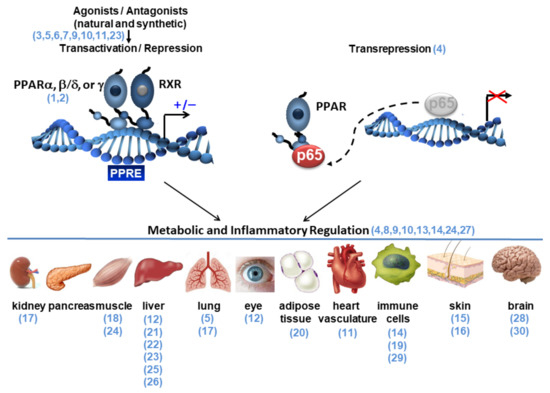 PPARs as Key Mediators in the Regulation of Metabolism and Inflammation