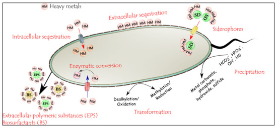 Plants—Microorganisms-Based Bioremediation for Heavy Metal Cleanup ...