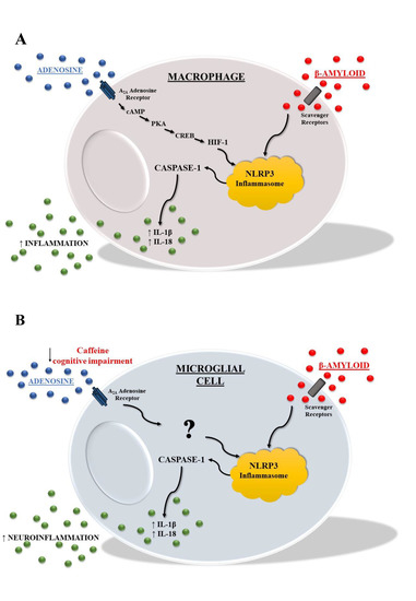 A2A Adenosine Receptor: A Possible Therapeutic Target for Alzheimer’s ...