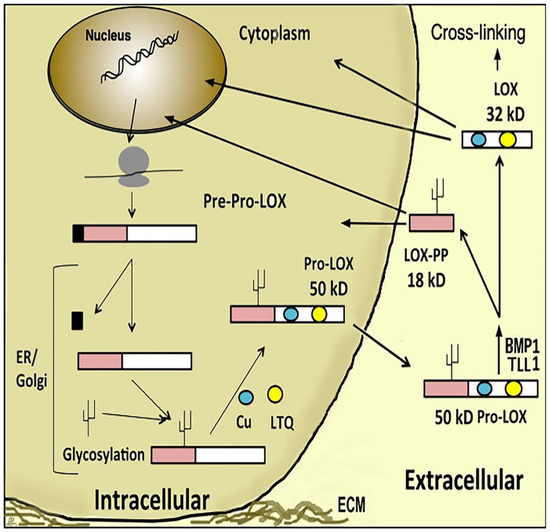 Functions and Mechanisms of Pro-Lysyl Oxidase Processing in Cancers and ...