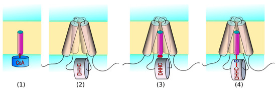 Molecular Dynamics of DHHC20 Acyltransferase Suggests Principles of ...
