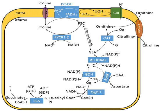 IJMS | Free Full-Text | Proline Oxidation Supports Mitochondrial ATP ...