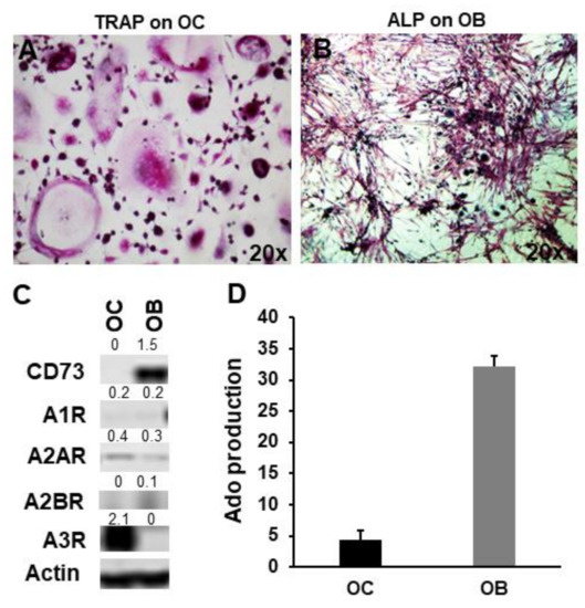 CD73/Adenosine Pathway Involvement in the Interaction of Non-Small Cell ...