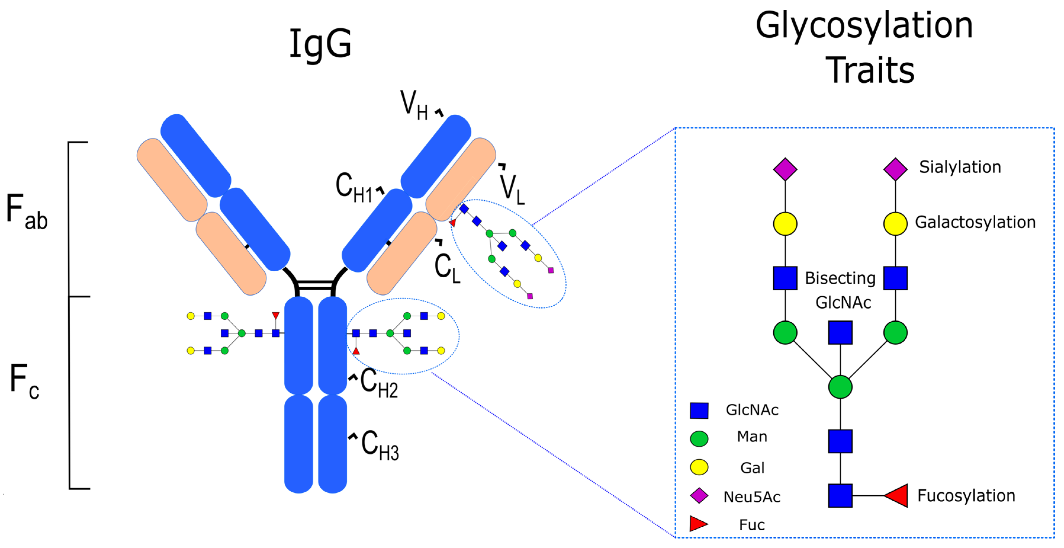 Ijms Free Full Text Immunoglobulin G N Glycan Biomarkers For