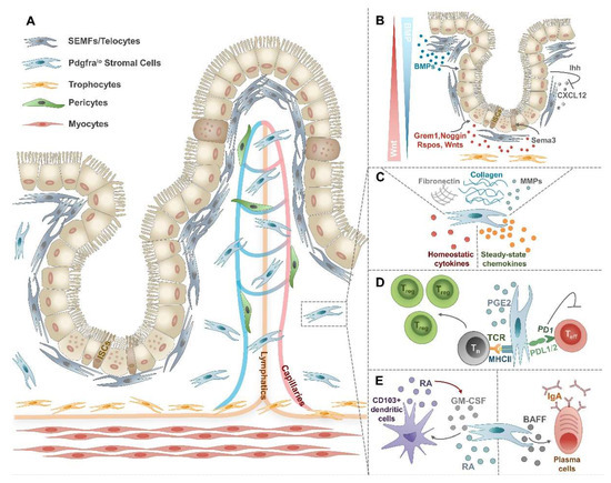 Tissue Niches Formed by Intestinal Mesenchymal Stromal Cells in Mucosal ...