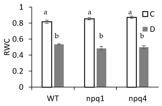 Non-Photochemical Quenching under Drought and Fluctuating Light