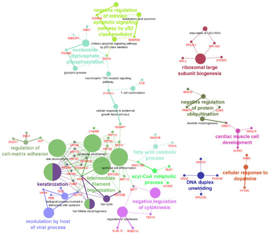 Apex2 Mediated Proximity Labeling Resolves The Ddit4 Interacting Proteome