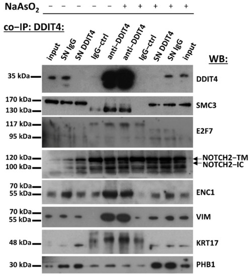 APEX2-Mediated Proximity Labeling Resolves the DDIT4-Interacting Proteome