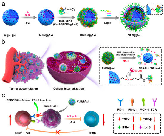 IJMS | Free Full-Text | Novel Tumor-Targeting Nanoparticles for Cancer ...