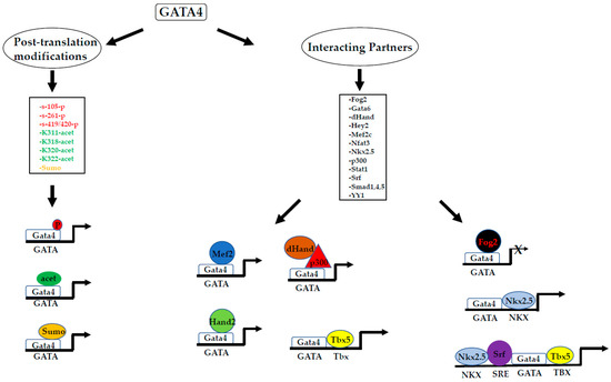 Towards Understanding the Gene-Specific Roles of GATA Factors in Heart ...