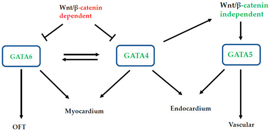 Towards Understanding the Gene-Specific Roles of GATA Factors in Heart ...