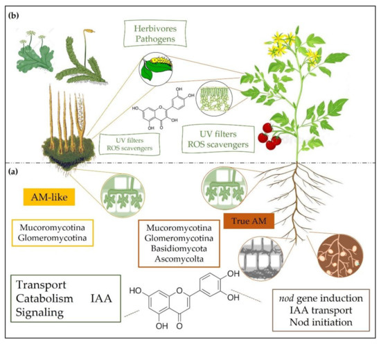 Beyond Photoprotection: The Multifarious Roles of Flavonoids in Plant ...